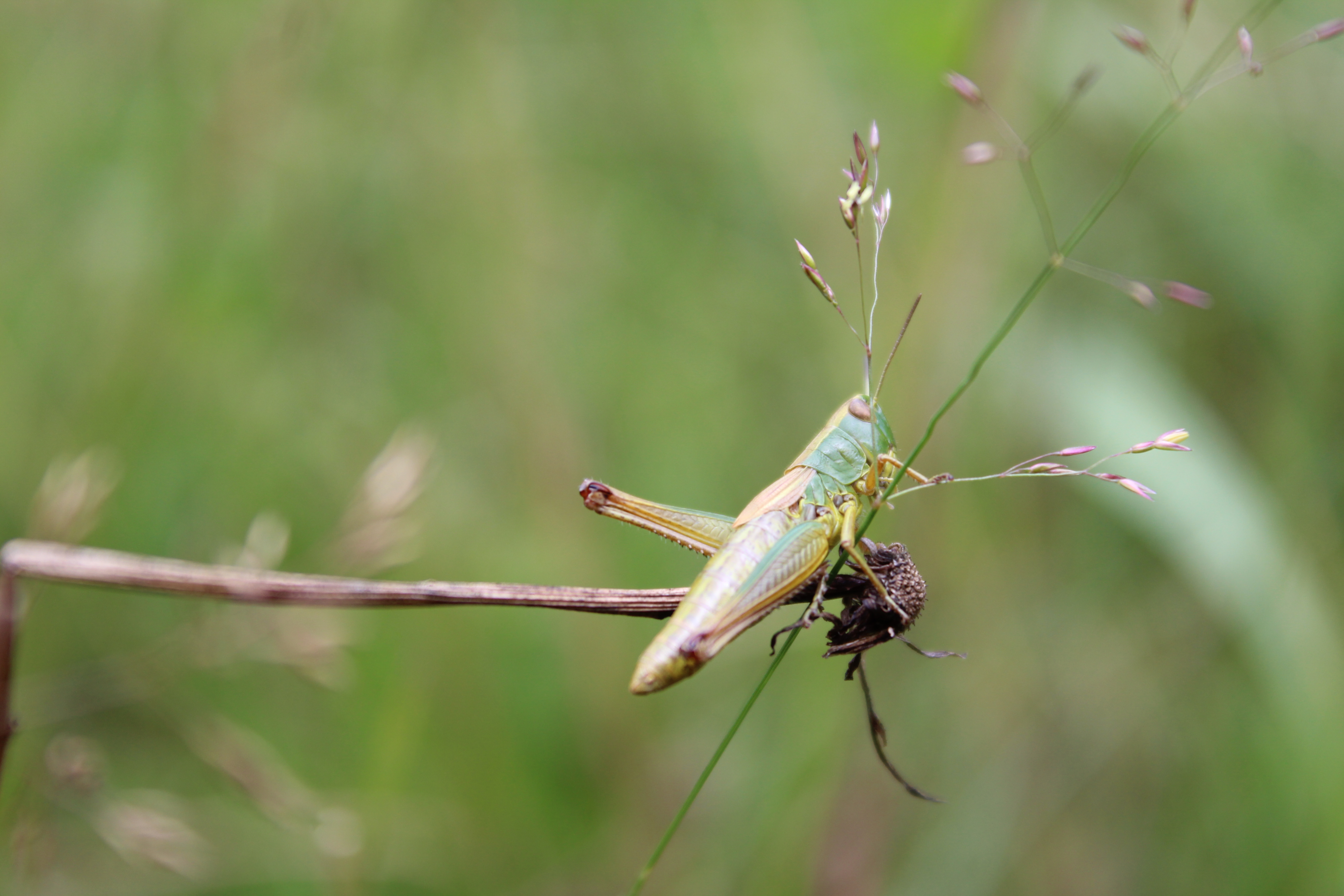 Leap | Shutterbug